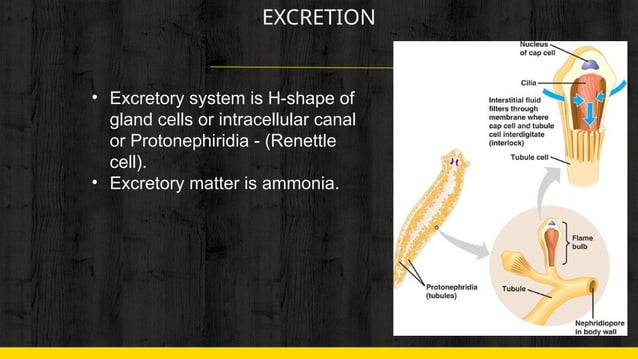 Lesson 2 - Phylum Aschelminthes for high school.pptx