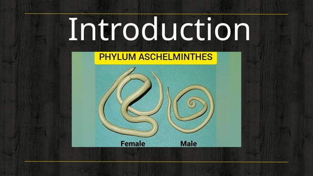 Lesson 2 - Phylum Aschelminthes for high school.pptx