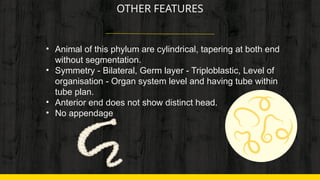Lesson 2 - Phylum Aschelminthes for high school.pptx