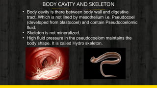 Lesson 2 - Phylum Aschelminthes for high school.pptx