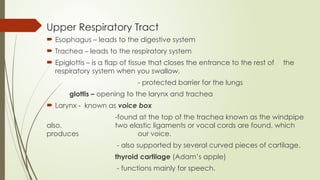 Respiratory System is a biological system responsible for the exchange ...
