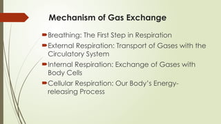 Respiratory System is a biological system responsible for the exchange ...