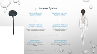 Lesson 2 somatic and autonomic ns | PPTX