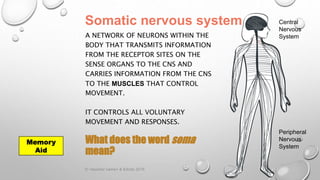 Lesson 2 somatic and autonomic ns | PPTX