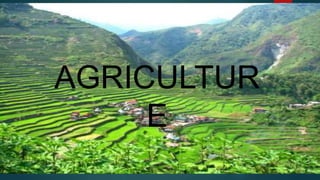 Lesson 2-SUCESSFUL ORCHARD GROWERS IN THE PHILIPPINES.pptx