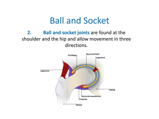 Lesson 2 tendons, ligaments, cartilage and joints | PPTX