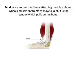 Lesson 2 tendons, ligaments, cartilage and joints | PPTX