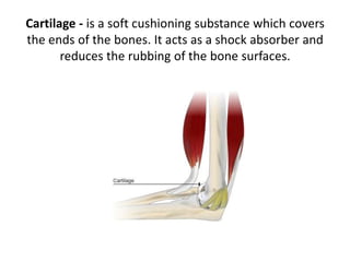 Lesson 2 tendons, ligaments, cartilage and joints | PPTX