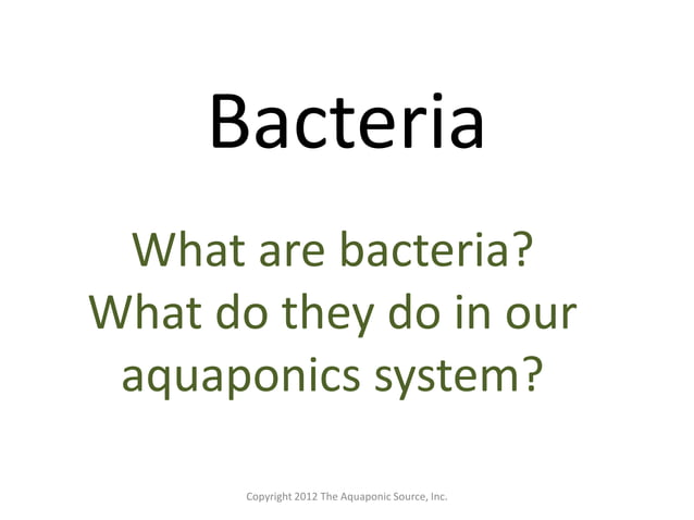 Lesson 20 bacteria | PPTX