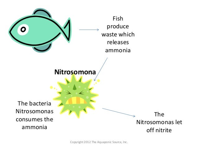 Nitrosomonas Microbewiki