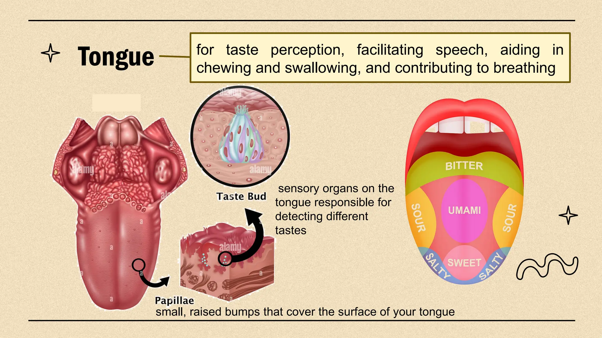 Lesson%201%20-%20Digestive%20System.pptx
