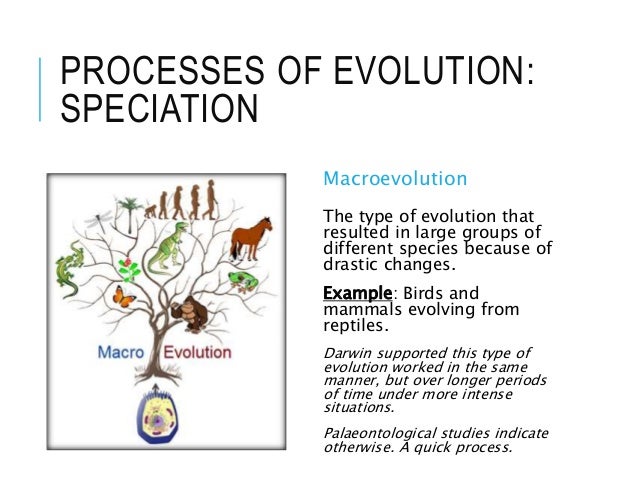 Lesson 20 speciation