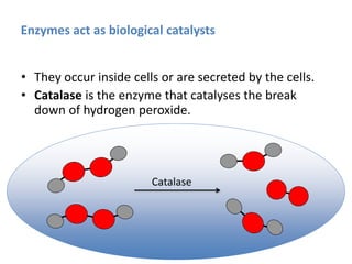Lesson 21 enzymes | PPTX