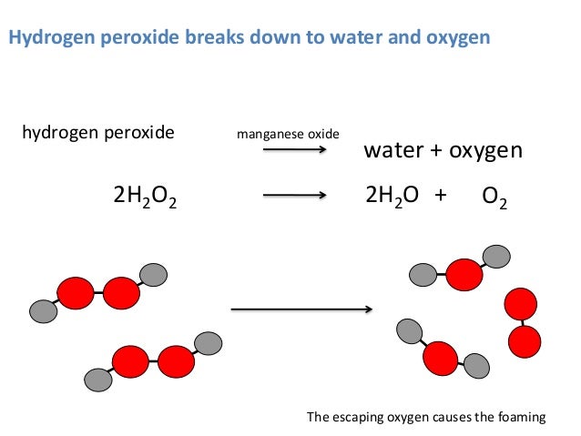 Lesson 21 enzymes