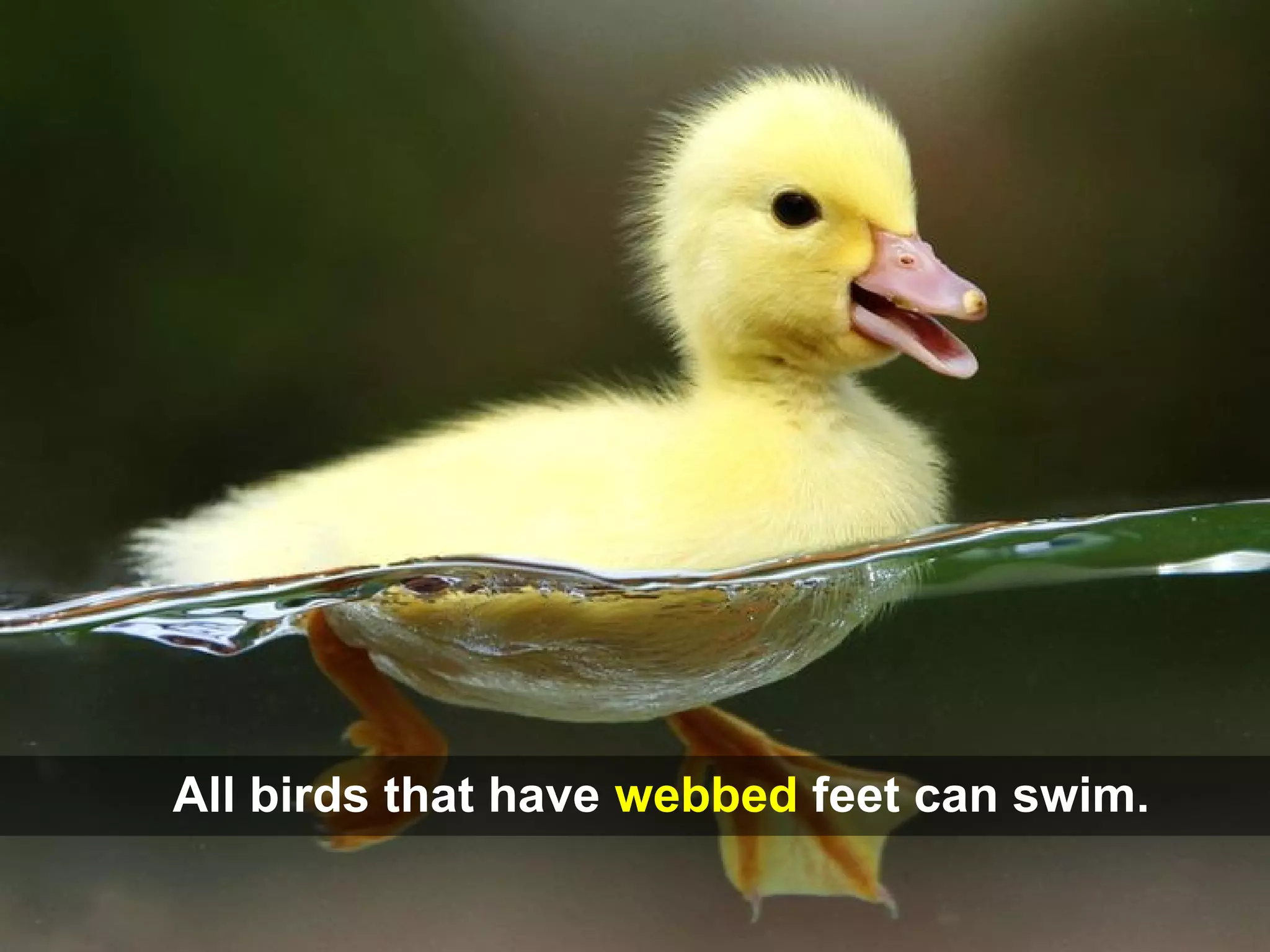 Lesson 21 Penguin Chick | PPT | Birds | Pets