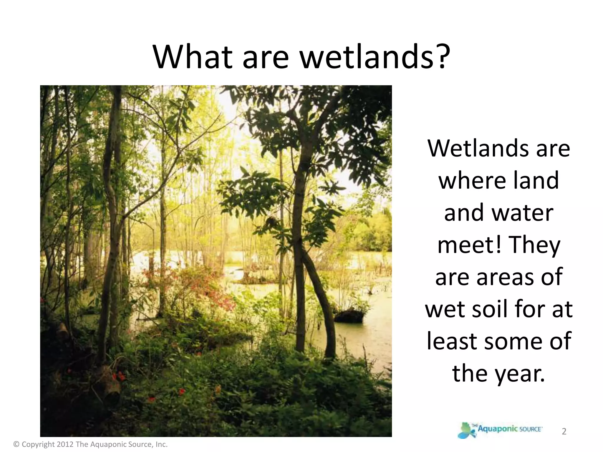 Lesson 22 wetlands | PPTX