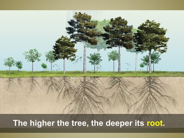 Lesson 25 - From Seed to Plant - 4th basic | PPT