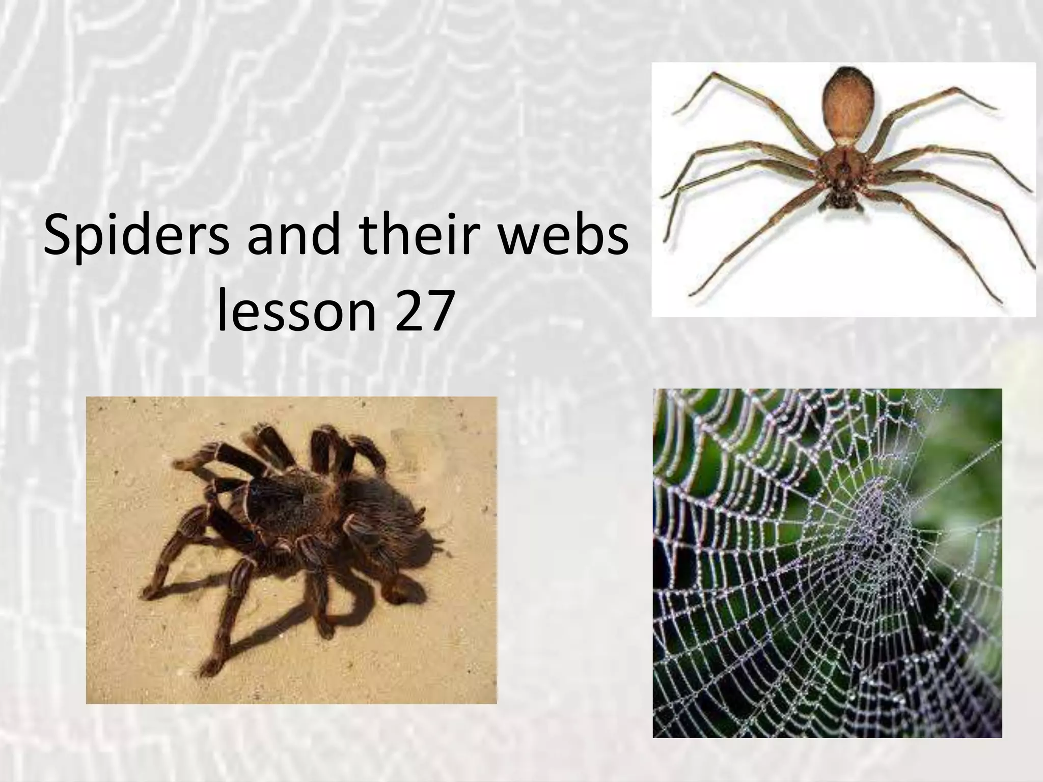Lesson 27 spiders and their webs | PPTX