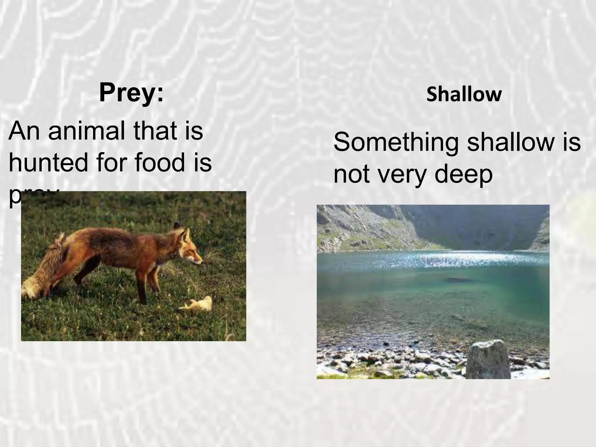 Lesson 27 spiders and their webs | PPTX