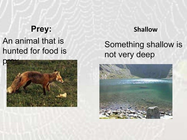 Lesson 27 spiders and their webs | PPTX