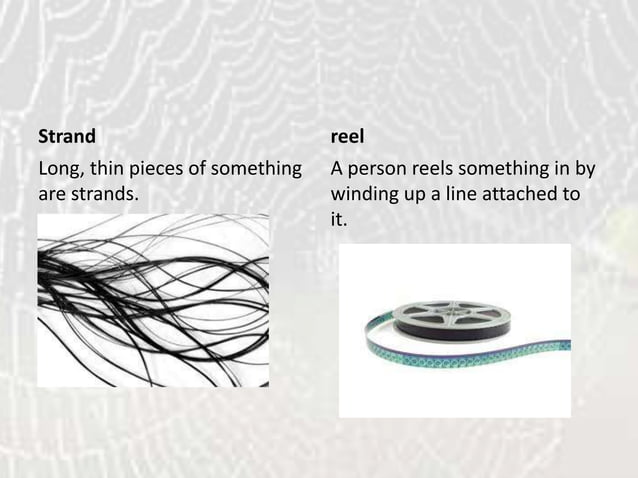 Lesson 27 spiders and their webs | PPTX