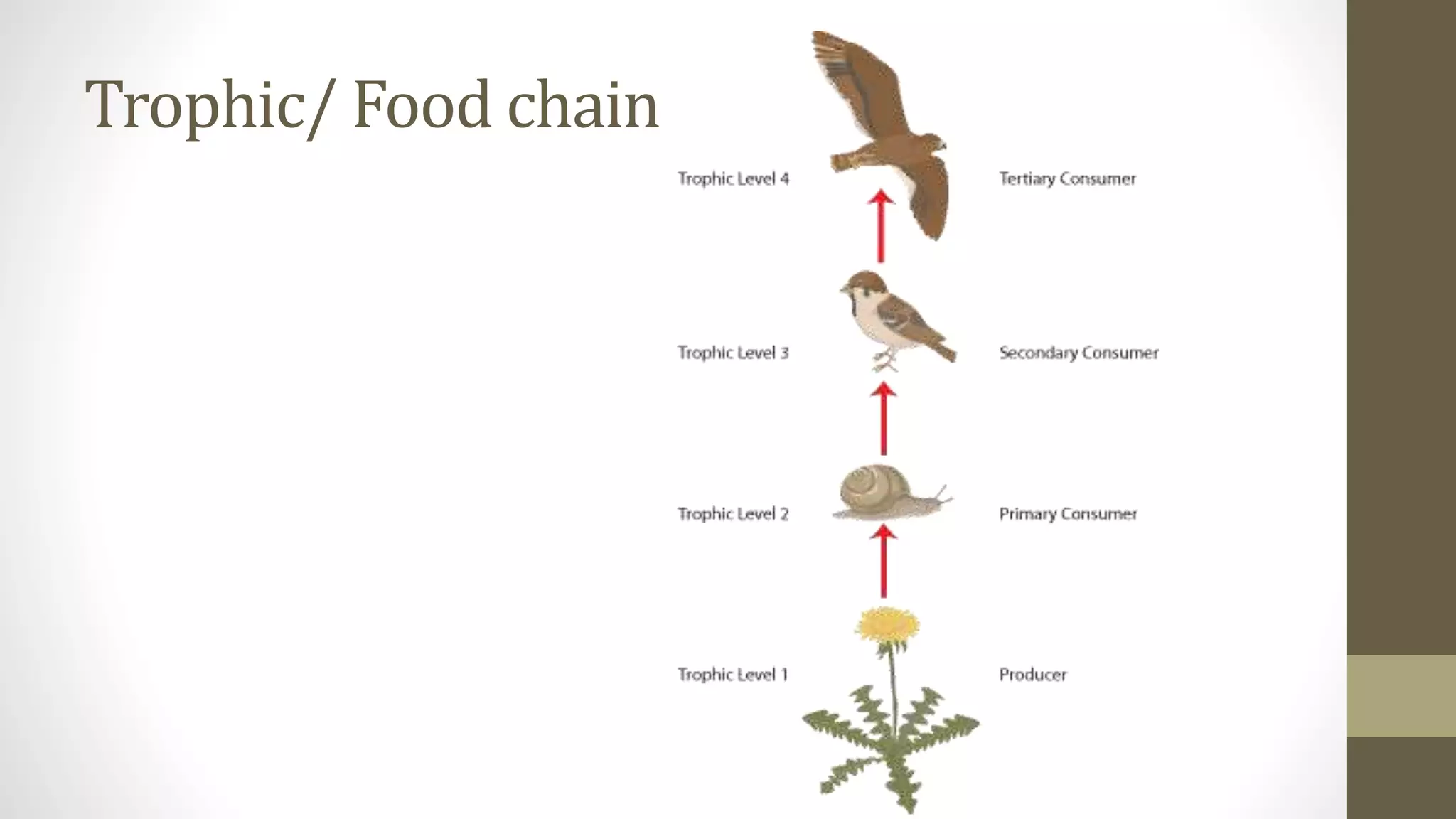 Lesson 28 trophic relationships | PPTX