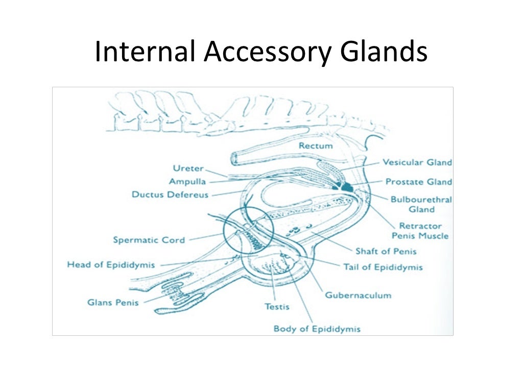 Stallion Reproductive System Male