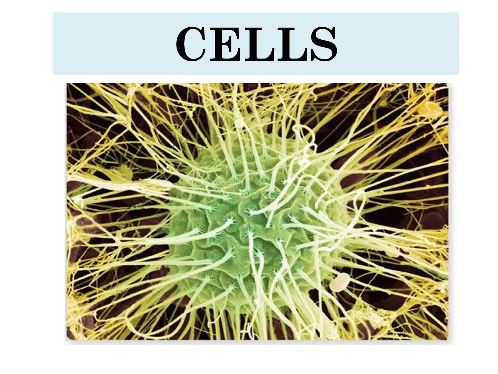 Lesson 2a_ Plants vs animals' cells.ppt is about the difference between ...