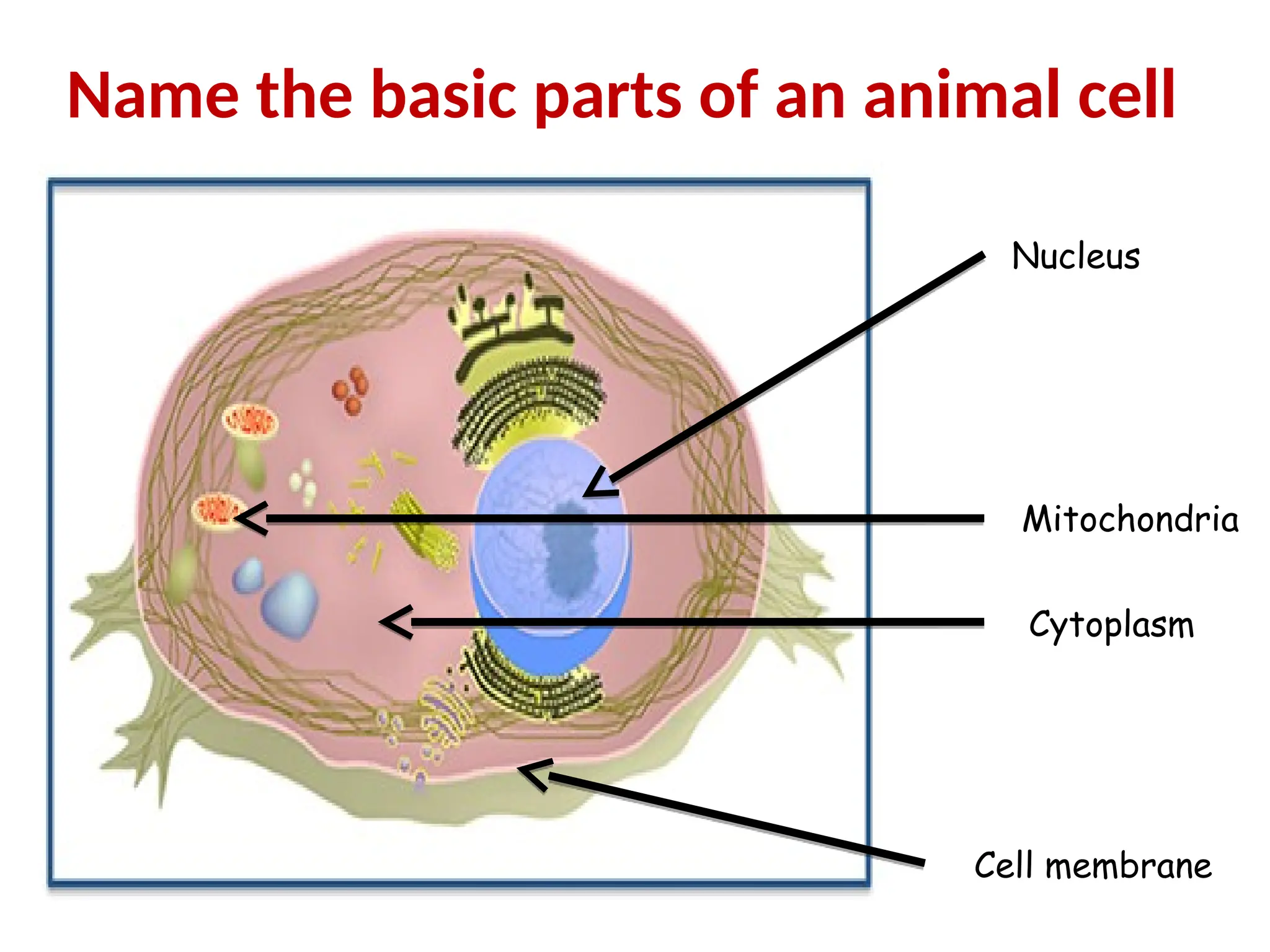 Lesson 2a_ Plants vs animals' cells.ppt is about the difference between plants and animals ...