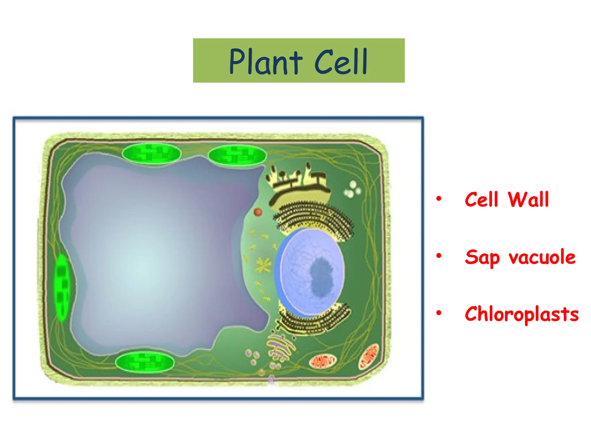Lesson 2a_ Plants vs animals' cells.ppt is about the difference between ...