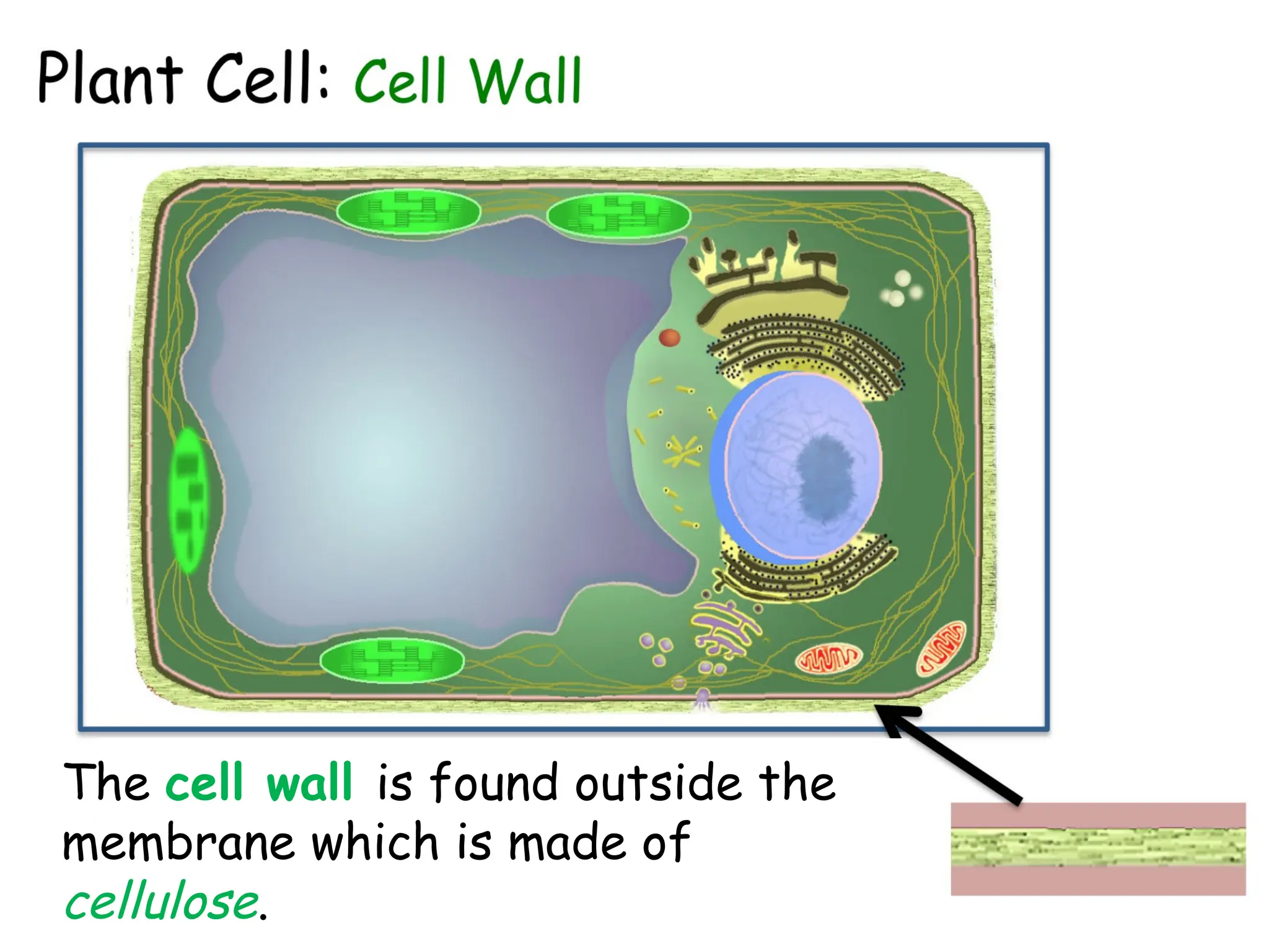 Lesson 2a_ Plants vs animals' cells.ppt is about the difference between ...