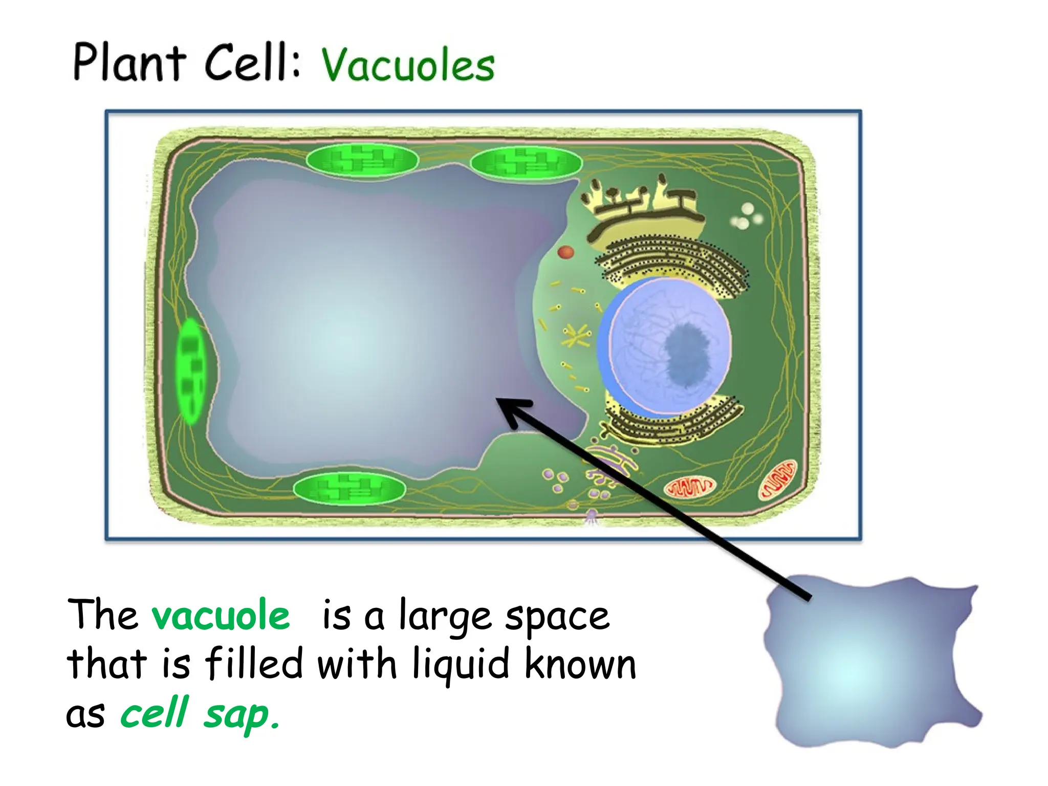 Lesson 2a_ Plants vs animals' cells.ppt is about the difference between ...