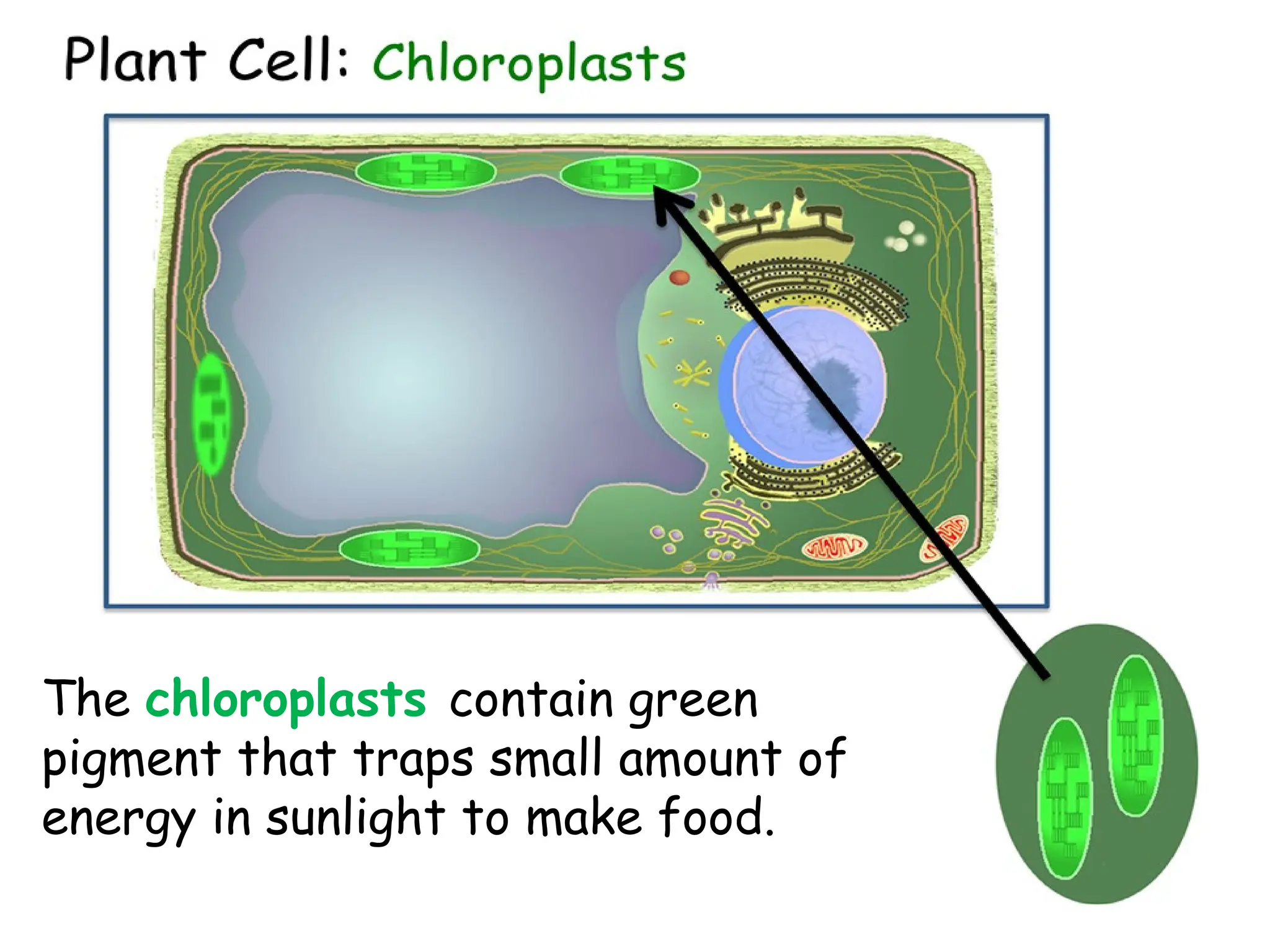Lesson 2a_ Plants vs animals' cells.ppt is about the difference between ...