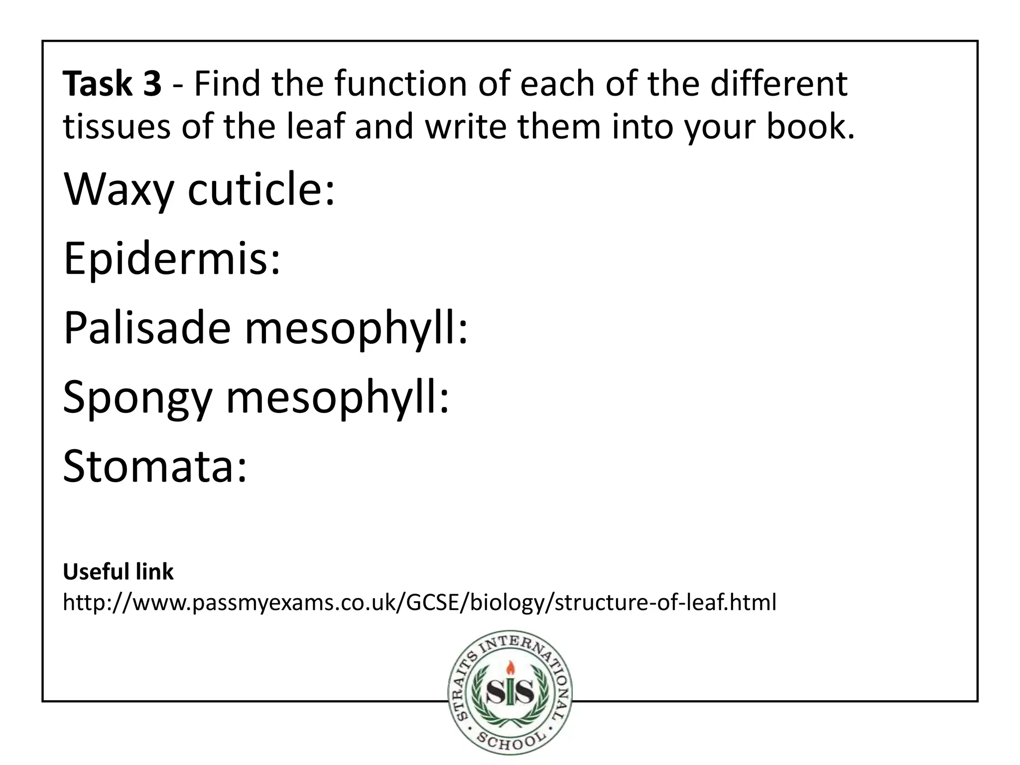 Structure of the leaf - Questions .pptx