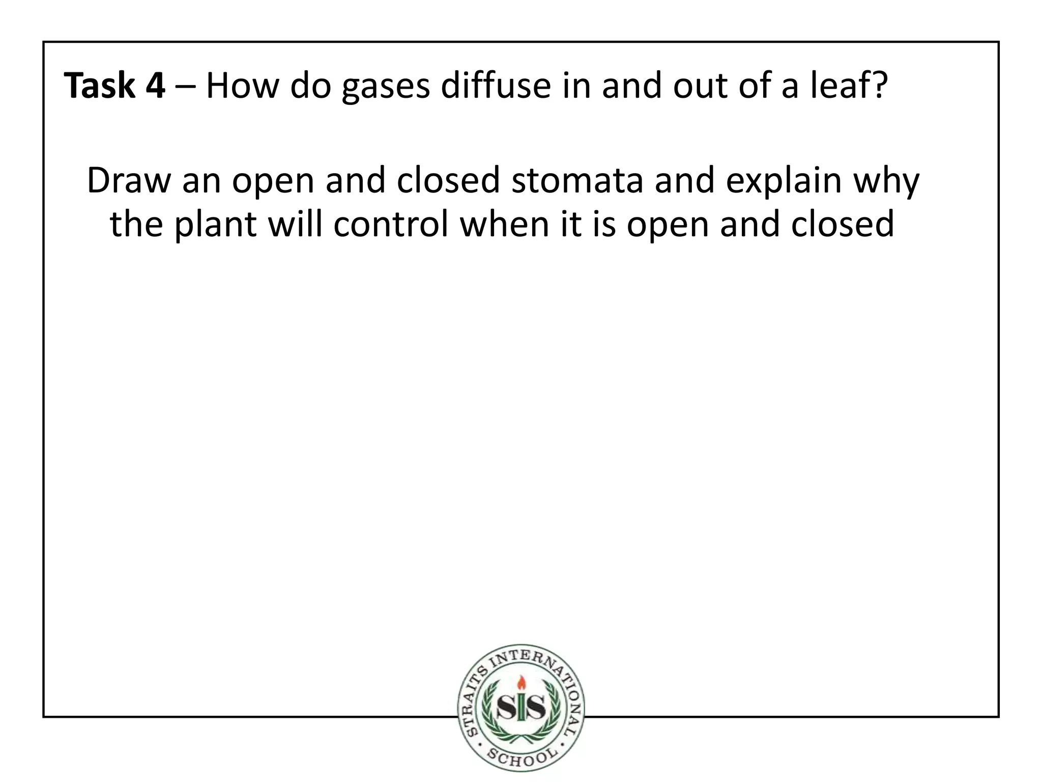Structure of the leaf - Questions .pptx