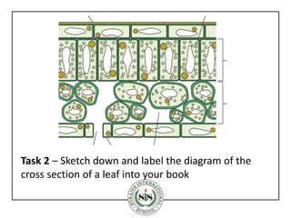 Structure of the leaf - Questions .pptx