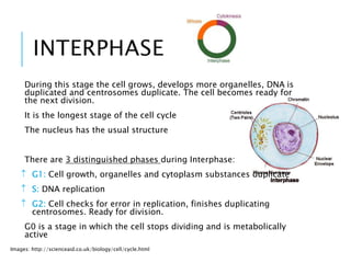 Lesson 2 cell cycle | PPTX