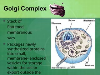 LESSON 2 CELL STRUCTURE TAXONOMyyyyyyyyyyyyyyyyY.pptx