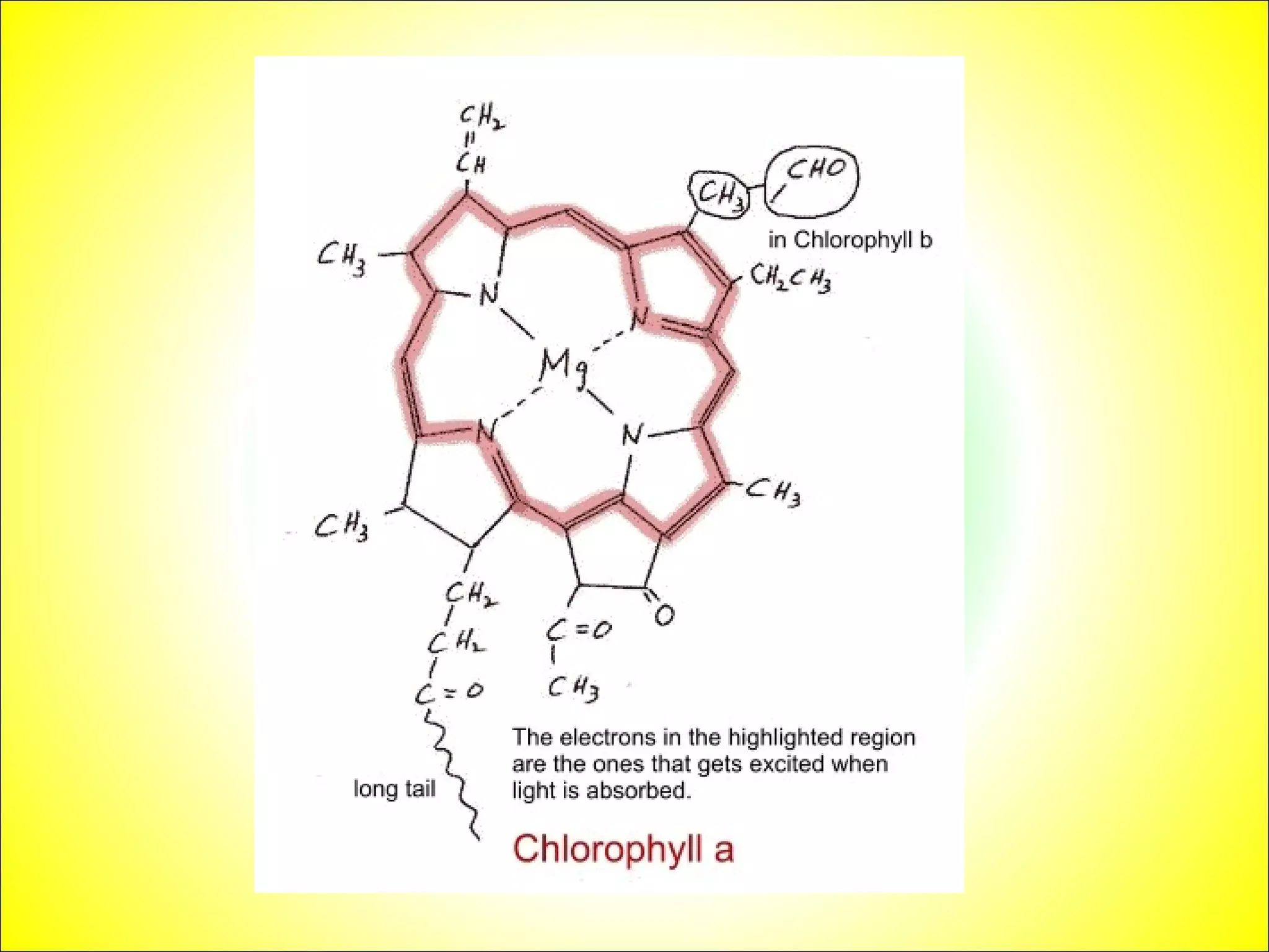 Lesson 2 chloroplast structure and leaf adaptations | PPT