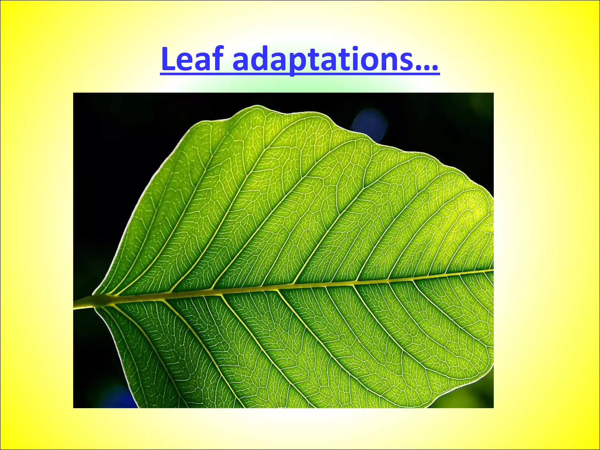 Lesson 2 chloroplast structure and leaf adaptations | PPT