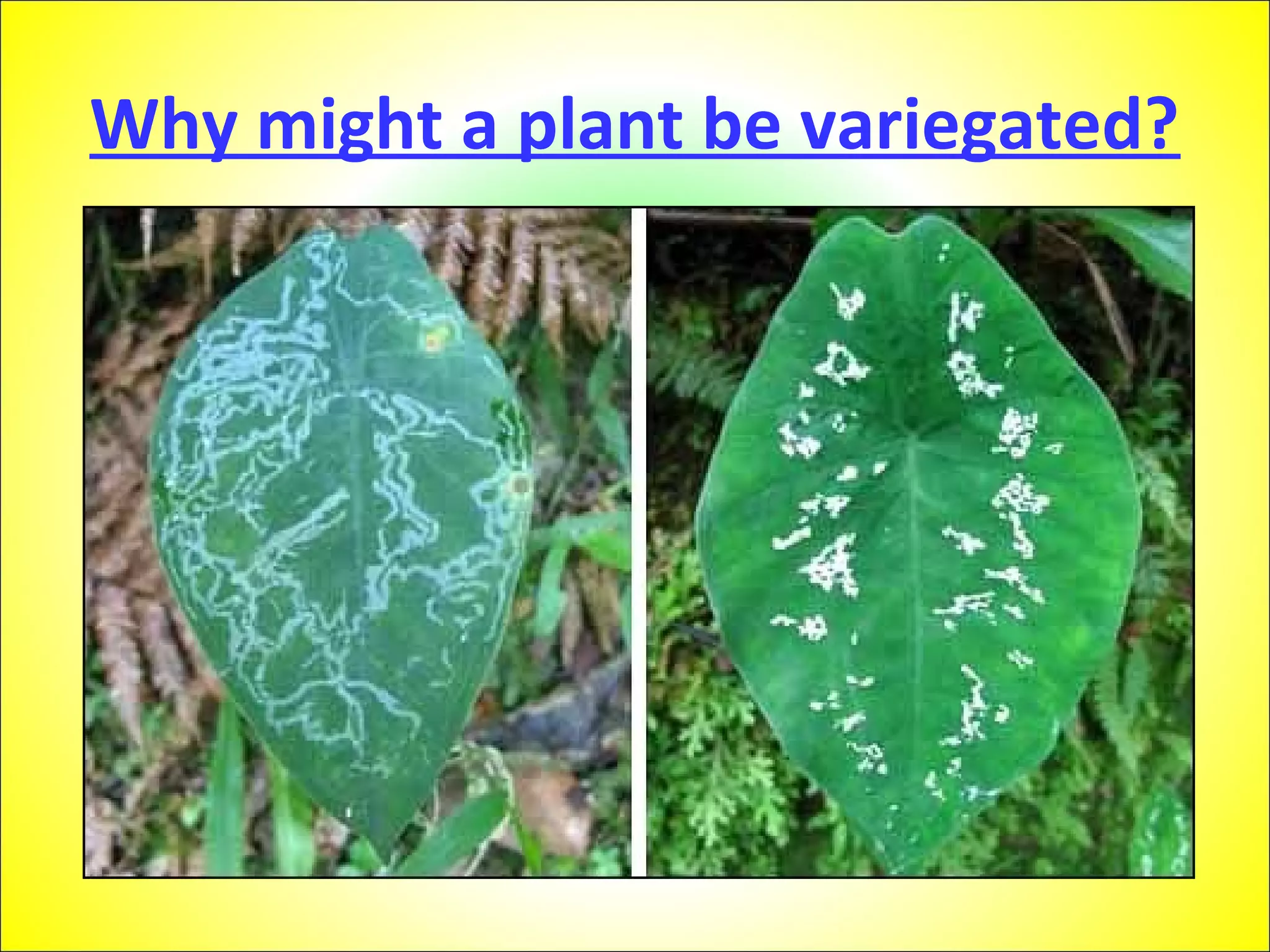 Lesson 2 chloroplast structure and leaf adaptations | PPT