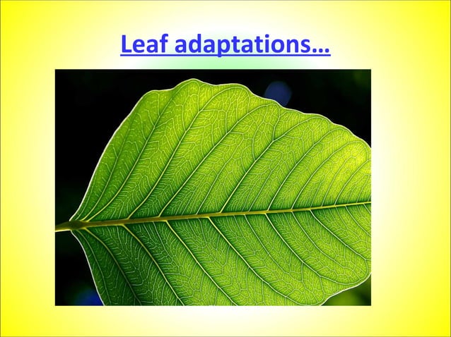 Lesson 2 chloroplast structure and leaf adaptations | PPT
