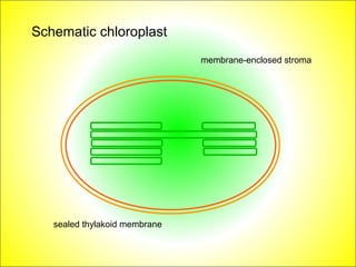 Lesson 2 chloroplast structure and leaf adaptations | PPT