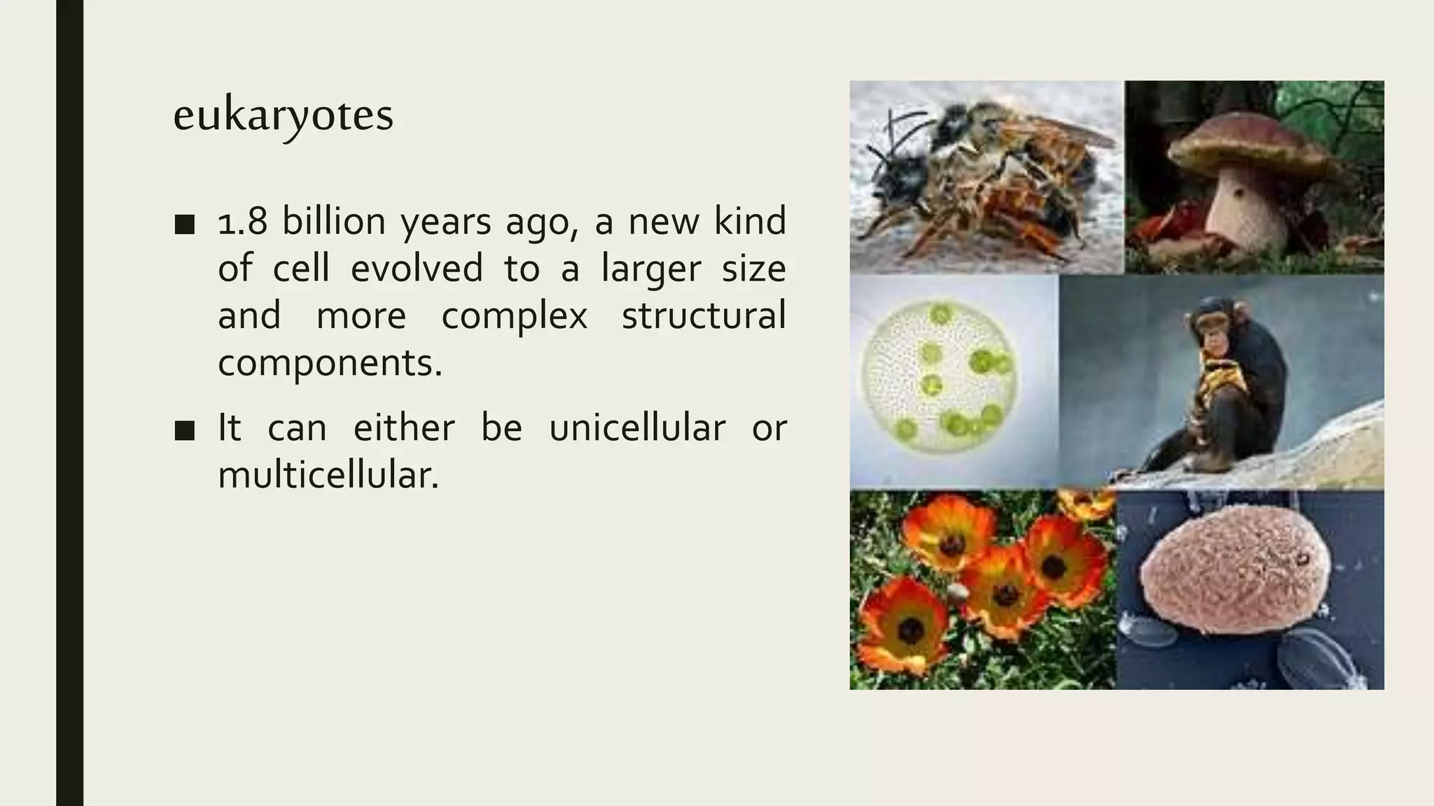 General Biology 1 - Lesson 2 Classification of Cell | PPTX