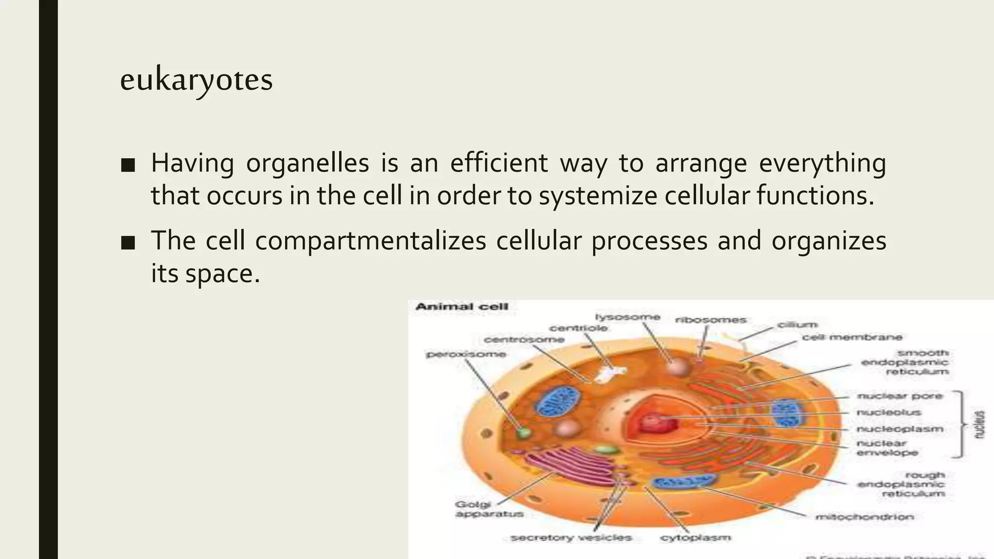 General Biology 1 - Lesson 2 Classification of Cell | PPTX