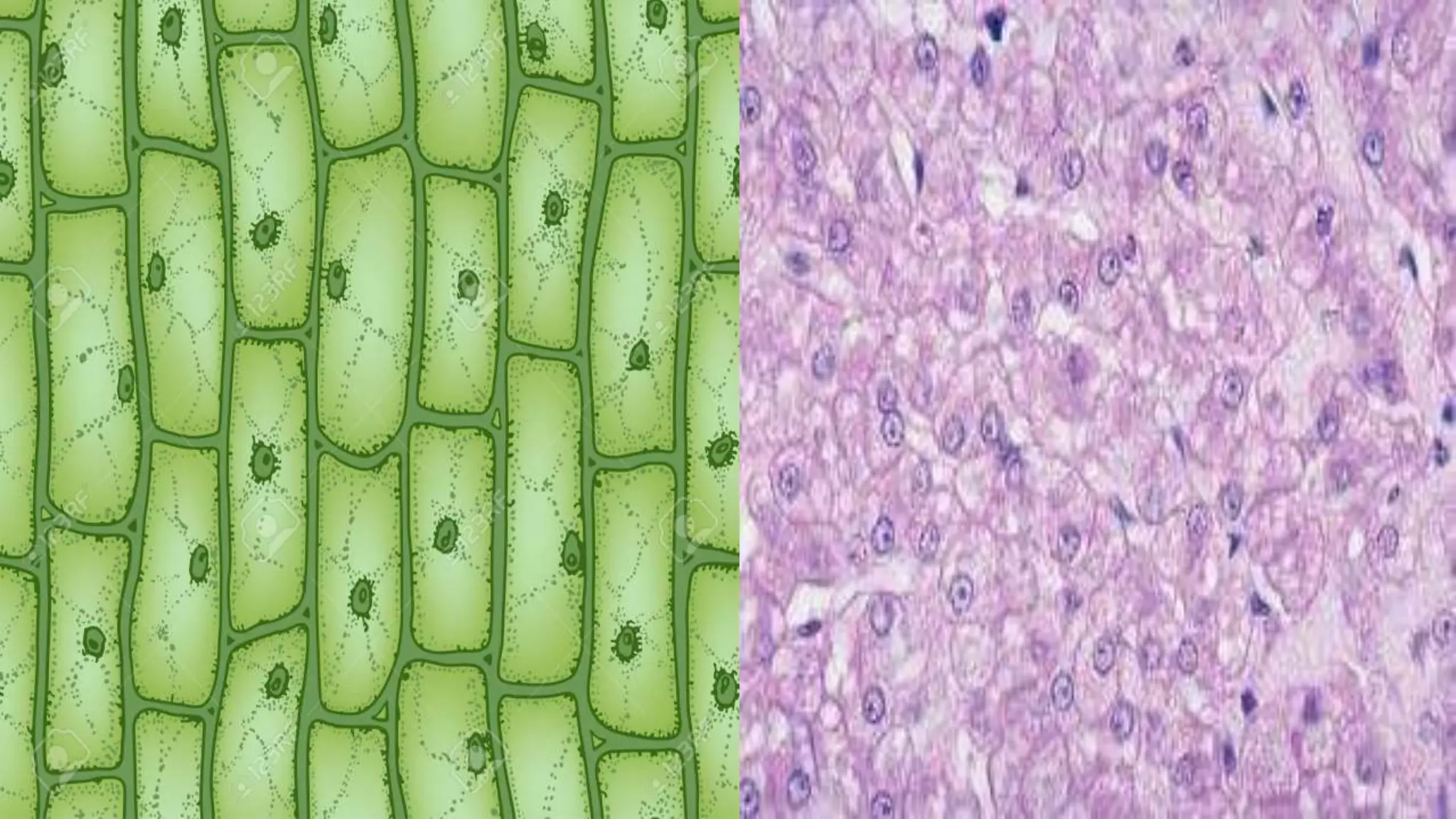 General Biology 1 - Lesson 2 Classification of Cell | PPTX