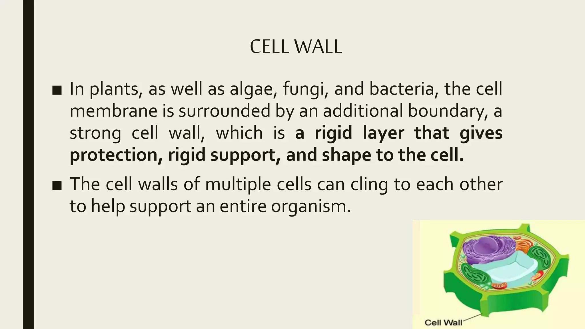 General Biology 1 - Lesson 2 Classification of Cell | PPTX