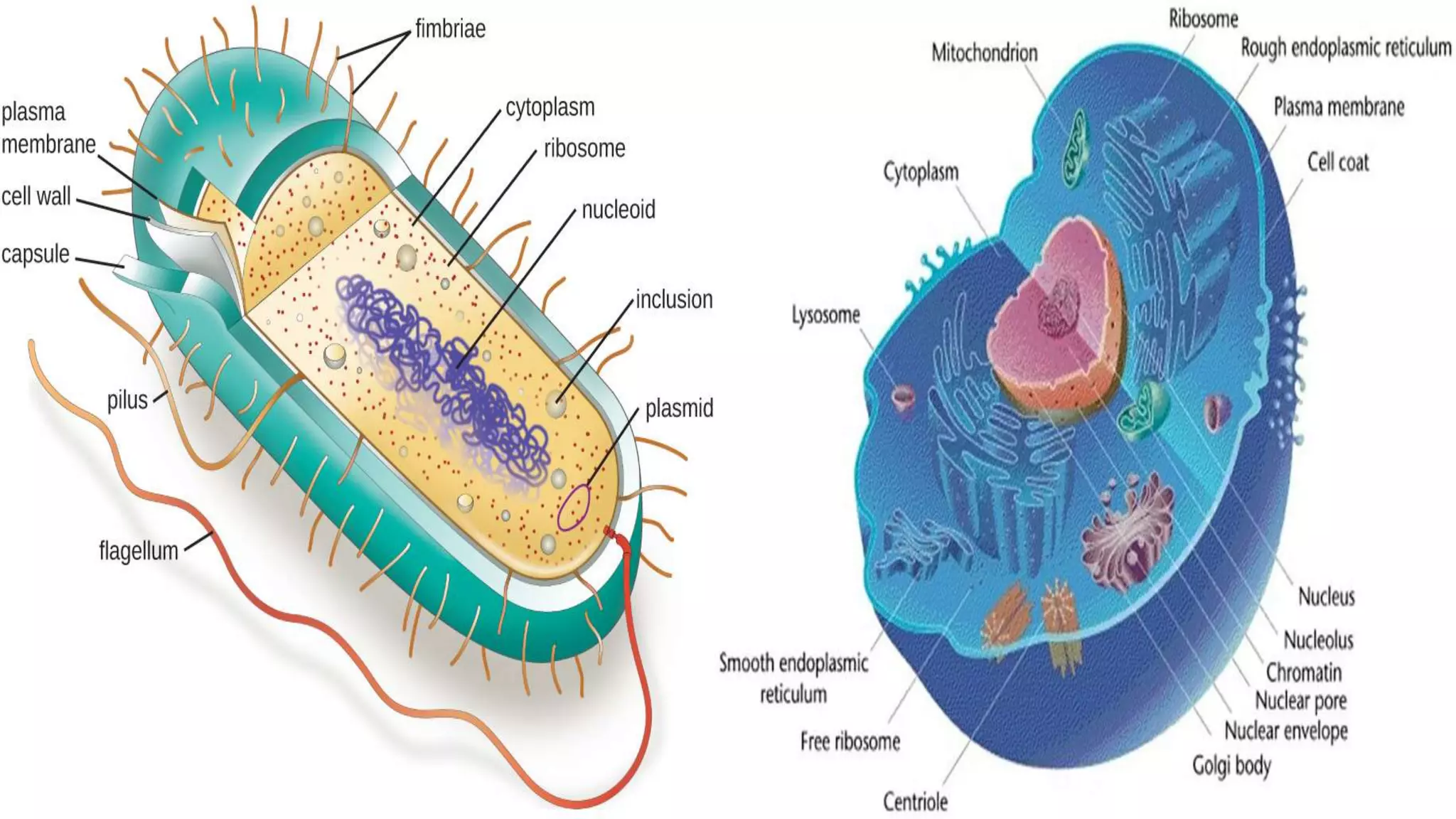 General Biology 1 - Lesson 2 Classification of Cell | PPTX