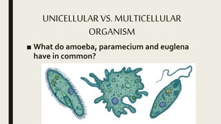 General Biology 1 - Lesson 2 Classification of Cell | PPTX