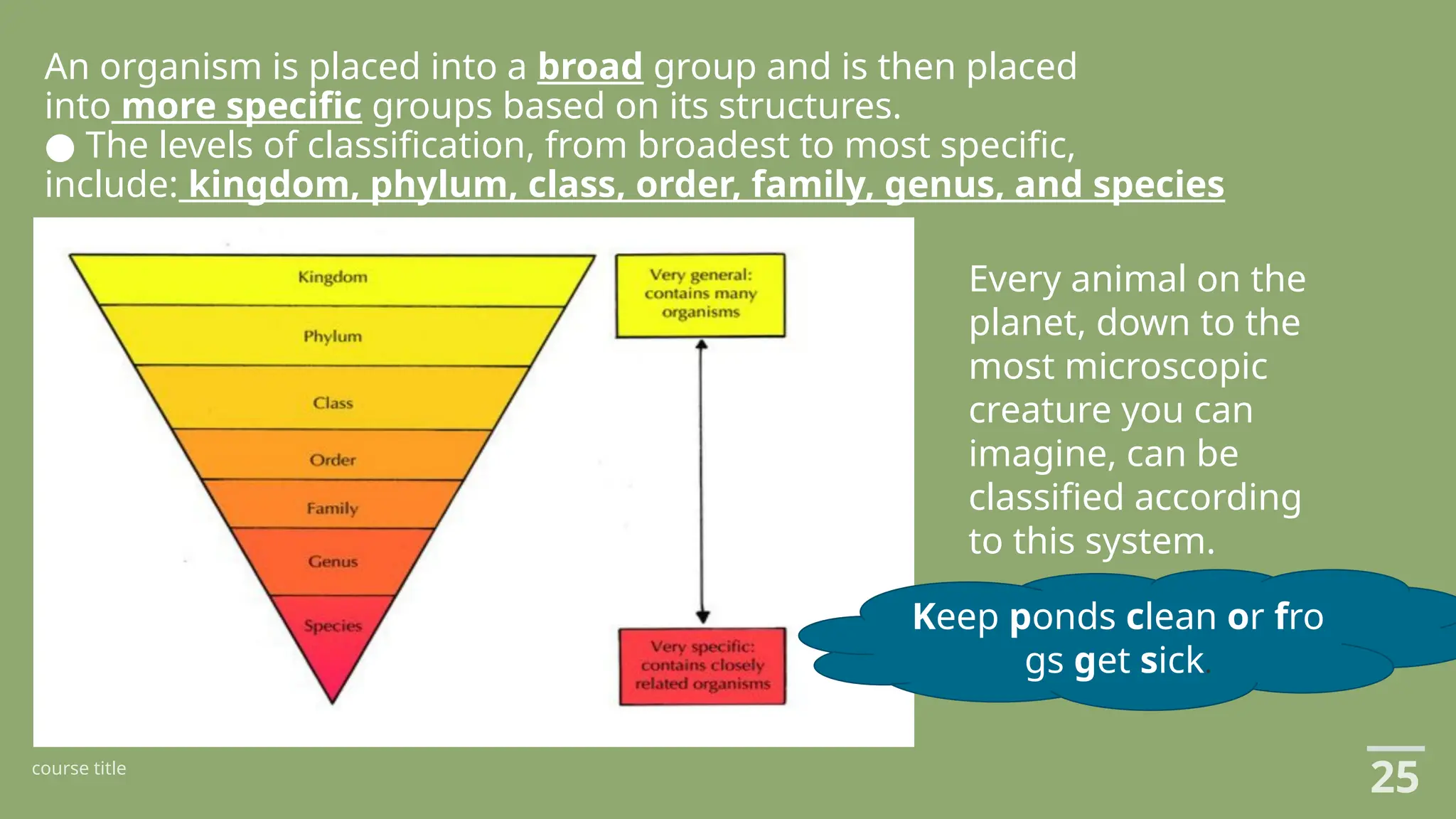Lesson 2 Classification of living things.pptx